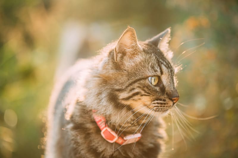 fvrcp-vaccine-in-cats-seattle-vet