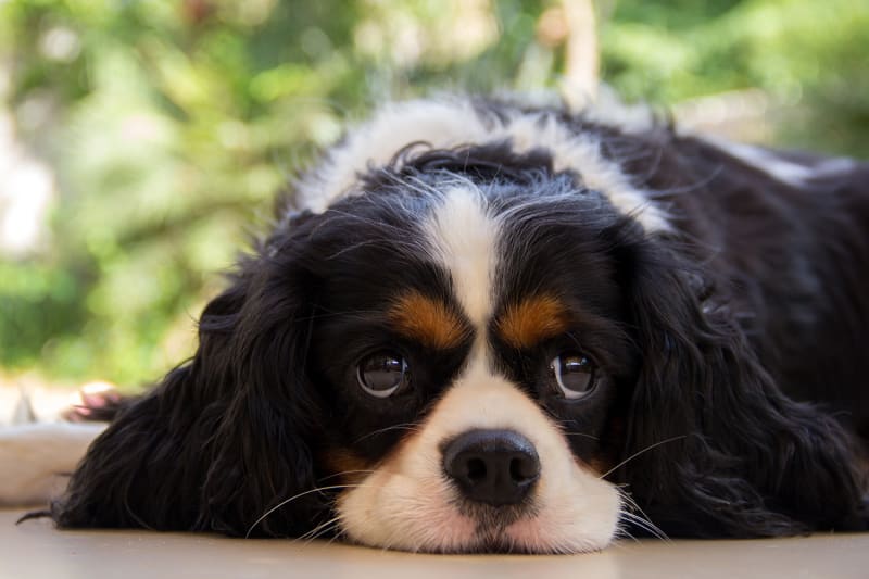 How CT Scans for Dogs Can Be Helpful In Diagnosing Conditions