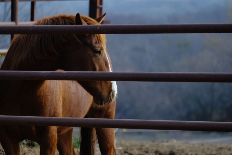 Importance of Diagnostic Tools in Equine Veterinary Care | Bluegrass ...
