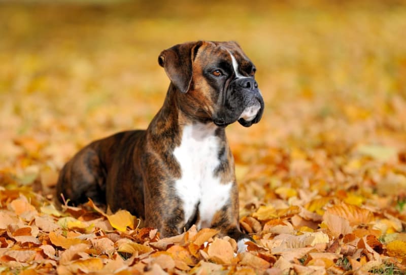 Top 10 Guard Dogs for Families | Richmond Vets
