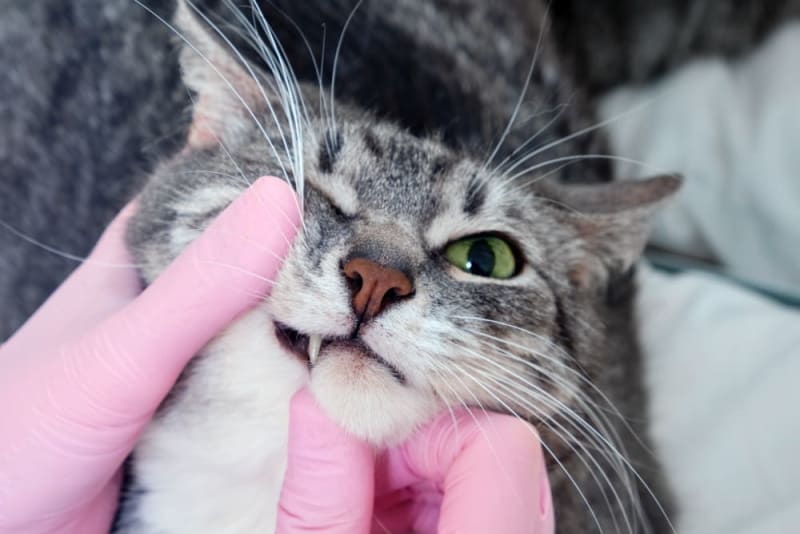 Fractured Teeth in Cats | Wisconsin Dells Vets