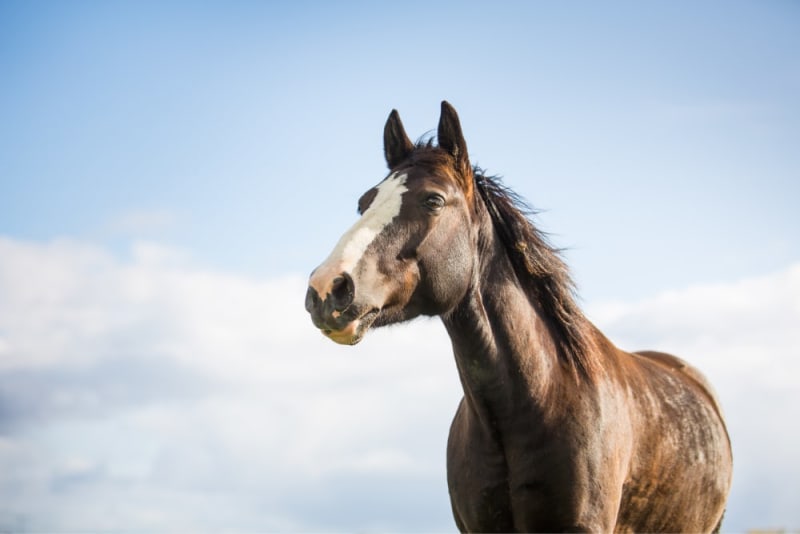 Equine Fracture Repair: Techniques for Optimal Healing | Bluegrass ...
