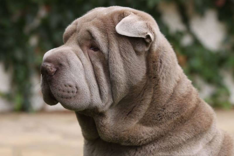 Entropion Surgery in Dogs | Bonita Springs Vets