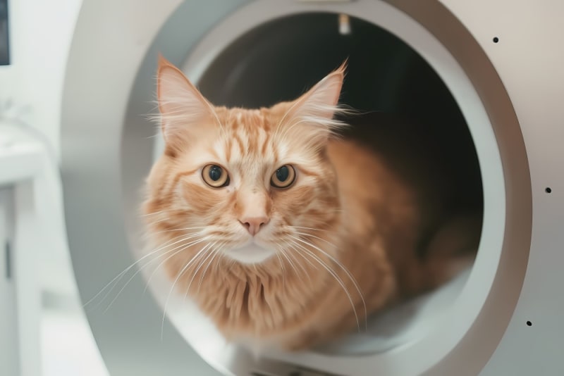 MRI in Cats: What Is It & Why Might Your Cat Need It? | Bonita Springs Vets