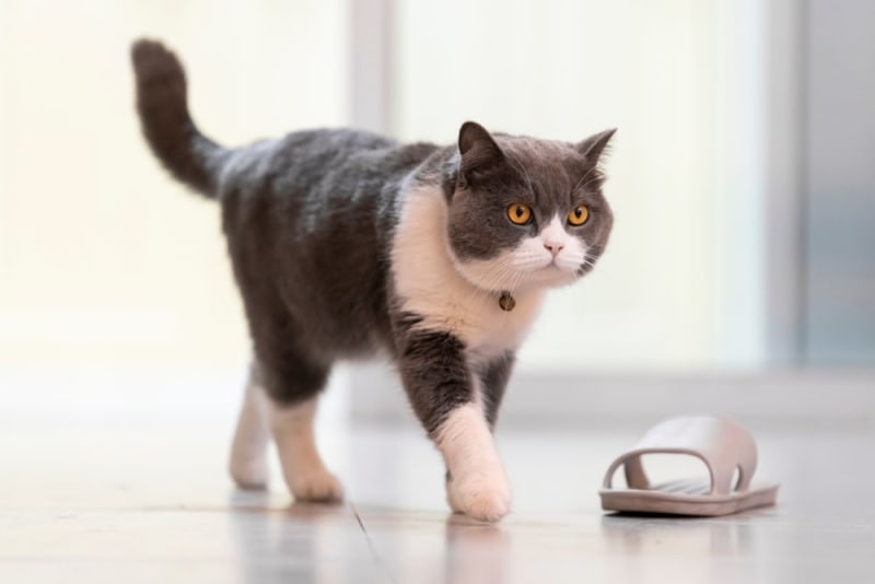 My Pet Can't Stand & Keeps Falling - Possible Causes & What to Do ...