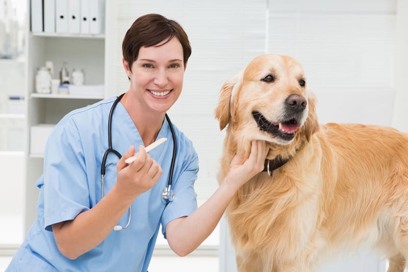 Dog Anesthesia - What You Need to Know | Waxhaw Vet