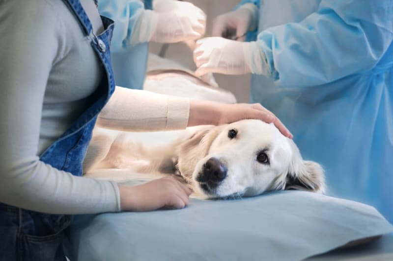 Dog Intestinal Blockage Surgery, Fort Worth Vets