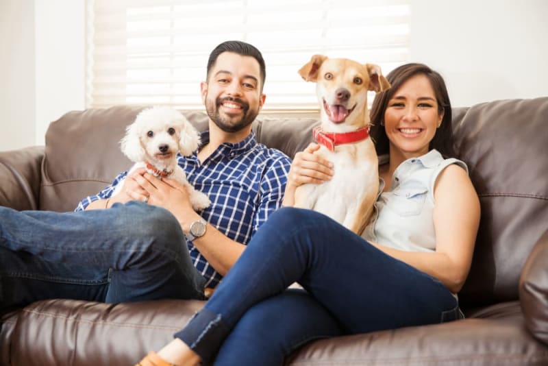 Is it better to have two dogs? | Los Angeles Vets