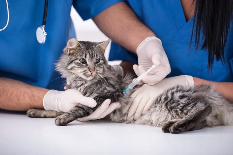 What is the FVRCP cat vaccine? | Simi Valley Vet
