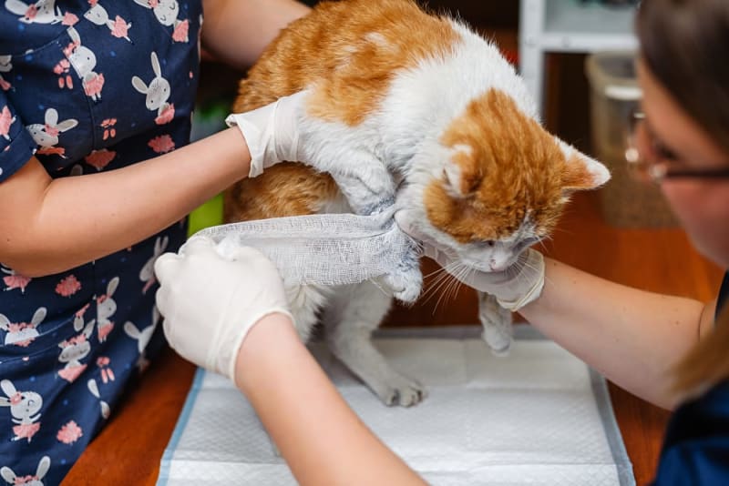 How to Tell if a Cat Has a Broken Leg | Stockton Vets
