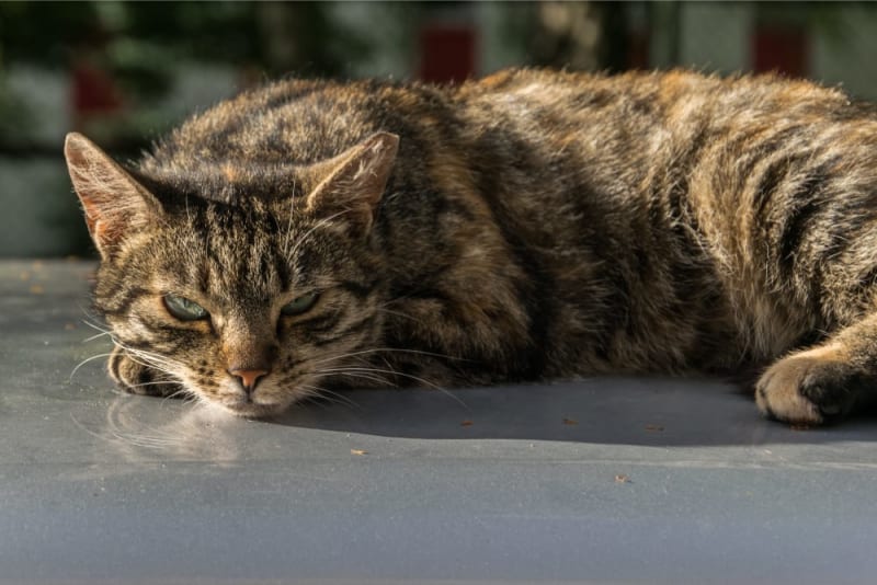 Caring for Senior Cats: All You Need to Know | Wisconsin Dells Vets