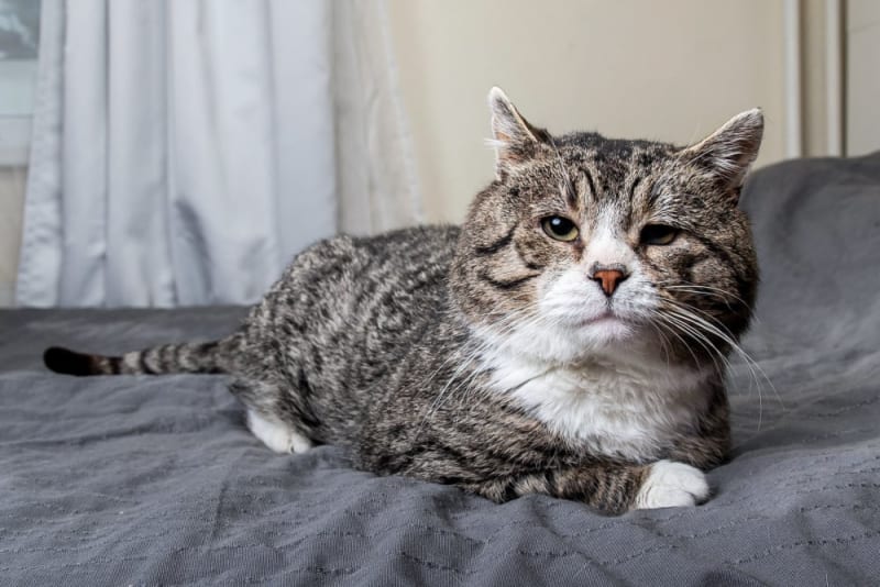 Aging Cats: When Is Cat Considered a Senior | Fort Collins Vets