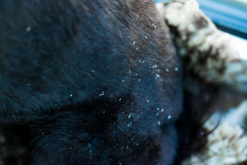 Dandruff in Dogs: Causes & Treatment | Orange Park Vets