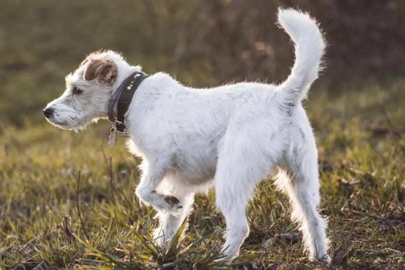 Dog Limping | Farmington Hills Vets