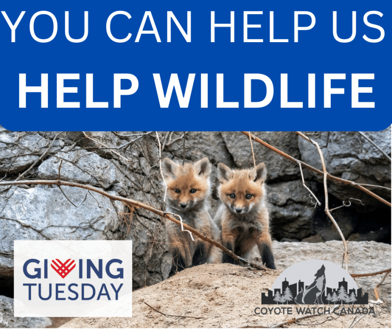 Help Us Help Wildlife This Giving Tuesday - Blog | Coyote Watch Canada