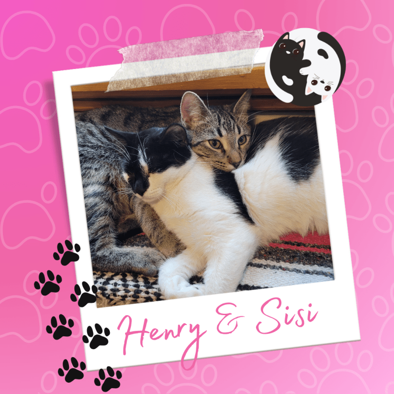 Henry and Sisi | Applications Closed | Pets Alive Niagara