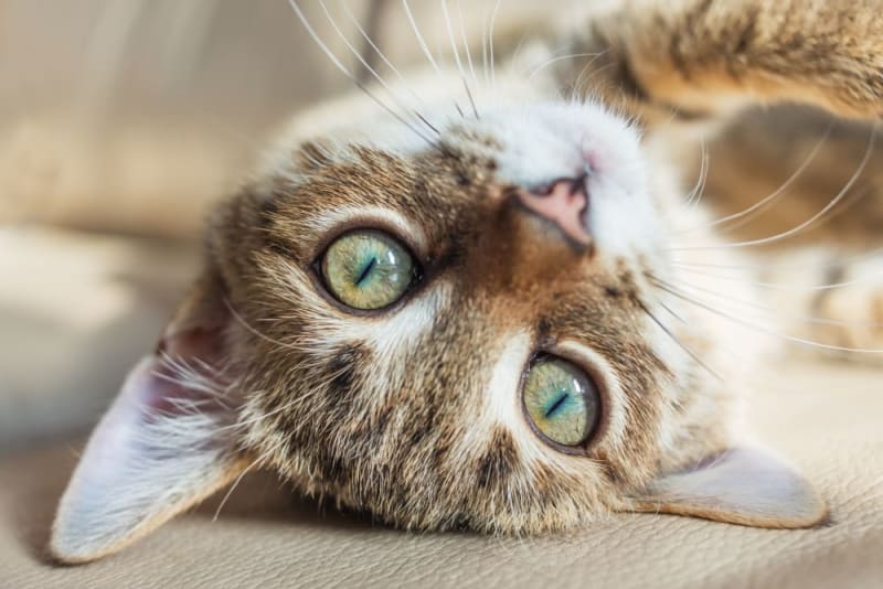 Aural Hematomas in Cats: When is surgery needed? | Orange Park Vets