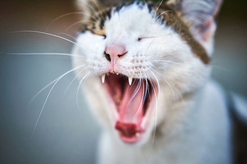 Cat Tooth Problems | Southborough Vet | Keeping Cat Teeth Healthy