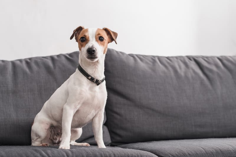 Why is My Dog Limping? What Should I do? | Memphis Vet