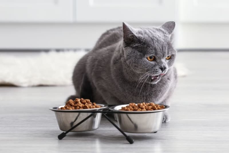 Pet Eating Problems - Why Won't My Cat Eat? | Santa Barbara Vets