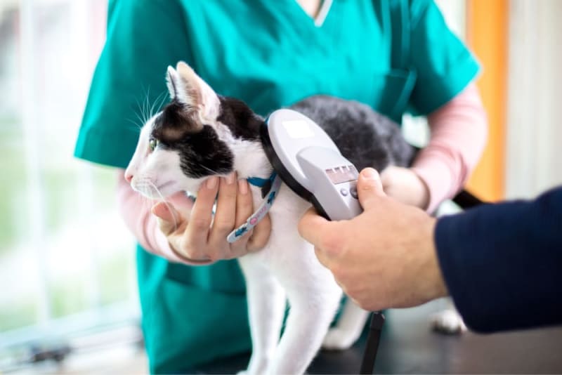 Demystifying Pet Microchipping: How It Works and What to Expect