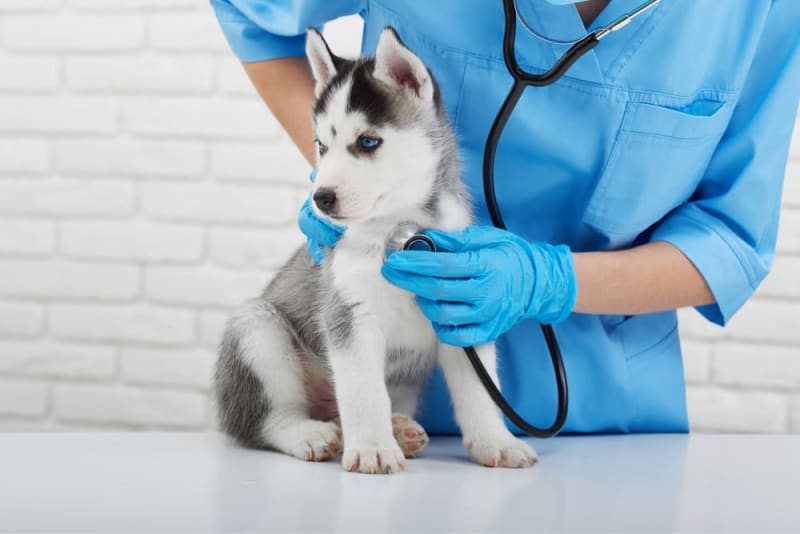 Dog Parvovirus | Saline County Animal Clinic in Benton