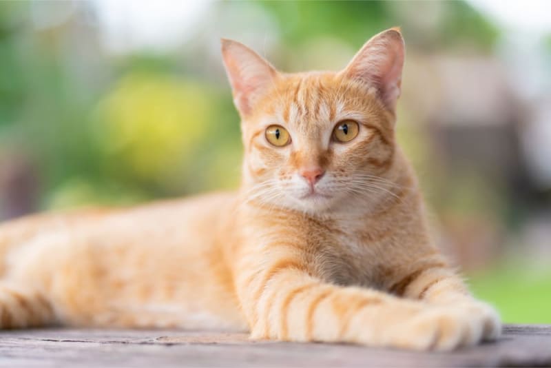 Male Cat Behaviour After Neutering | Voorhees Vets