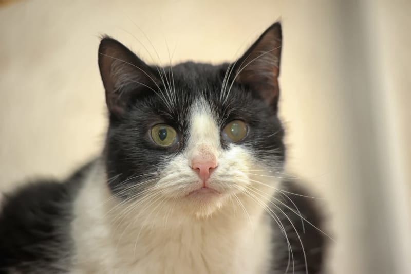 Cataracts in Cats, Rock Hill Vets