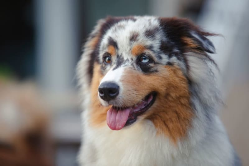 Dog Vaccine Reactions: What to Know - Vet4HealthyPet