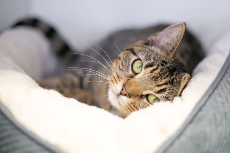 Signs of Pain in Cats & What Can Help | Voorhees Vets