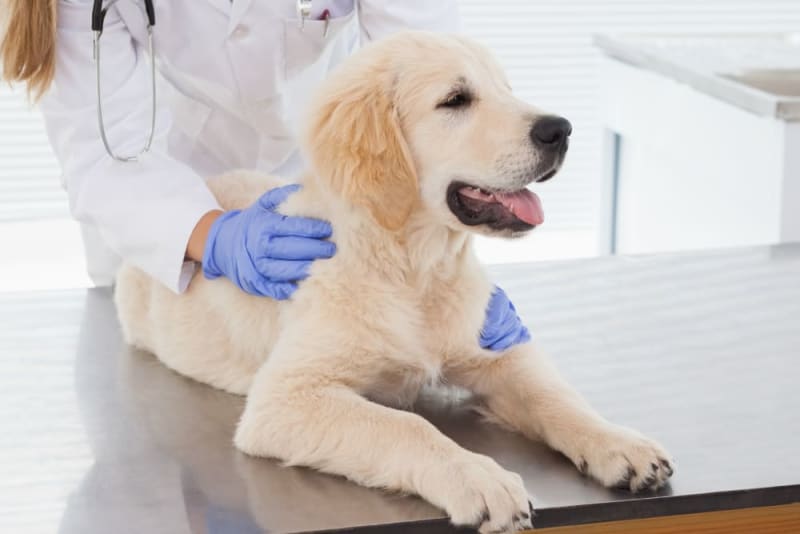 Importance of Parasite Control in Dogs | Moreno Valley Vets