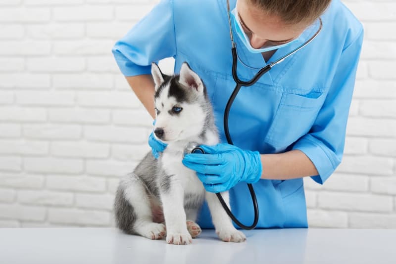 Puppy’s First Vet Visit: Checklist & What to Expect | Tumwater
