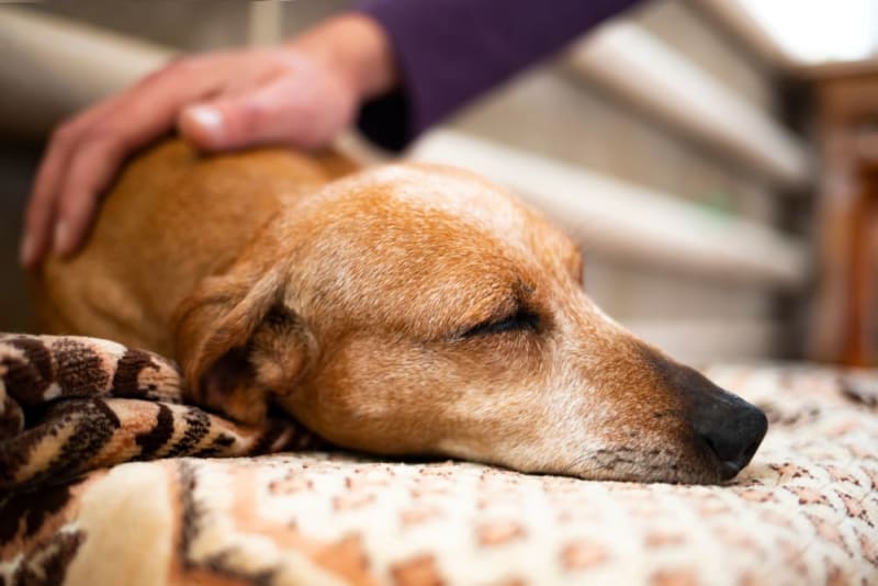 Dog Kidney Failure: Treatment & Recovery | Seattle Vet