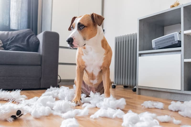 Dog Chewing Problems: Why They Chew & How to Stop Them | Fayetteville Vet