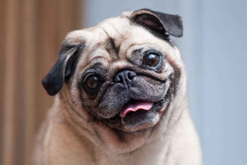 Brachycephalic Airway Syndrome in Dogs | Carlsbad Vets