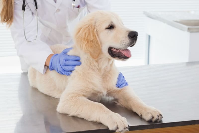 Getting Your Dog Fixed: When & What to Know | San Diego Vets