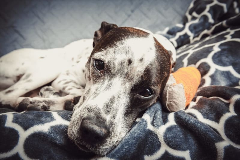 Orthopedic Surgery in Dogs | Toledo Vet Surgeon