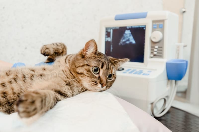 Diagnostic imaging for your dog or cat: CT Scans & X-Rays