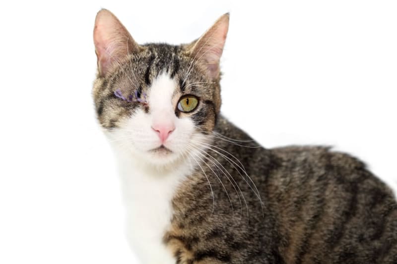 Enucleation: Eye Removal in Cats and Dogs, Rock Hill Vets
