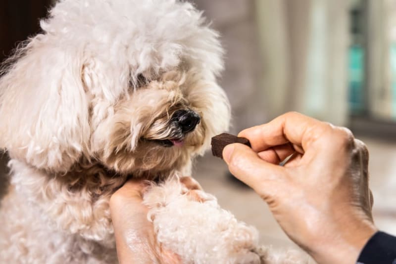 Importance of Parasite Control in Dogs | Farmington Hills Vets