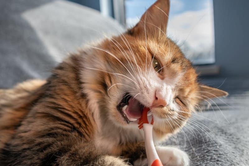 Gingivitis in Cats: Symptoms, Causes & Treatments | Seattle Vets