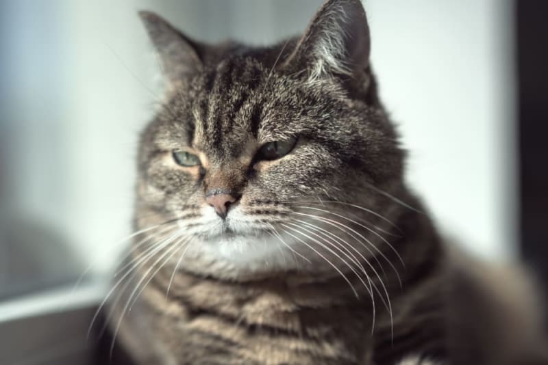 Old Cats – Caring for Senior Cats | Gardena Vets