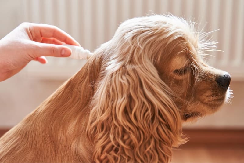 Importance of Parasite Control in Dogs | Gold Canyon, Arizona Vets