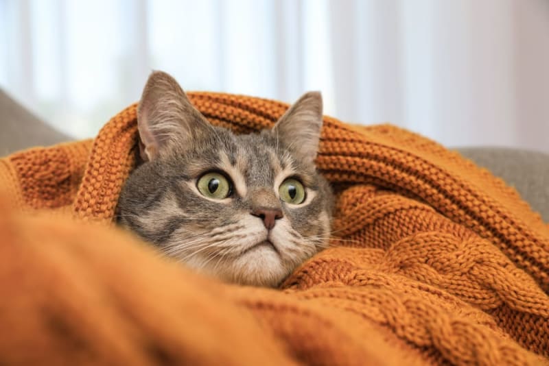 Cat Asthma: Symptoms & Treatments | Stockton Vets