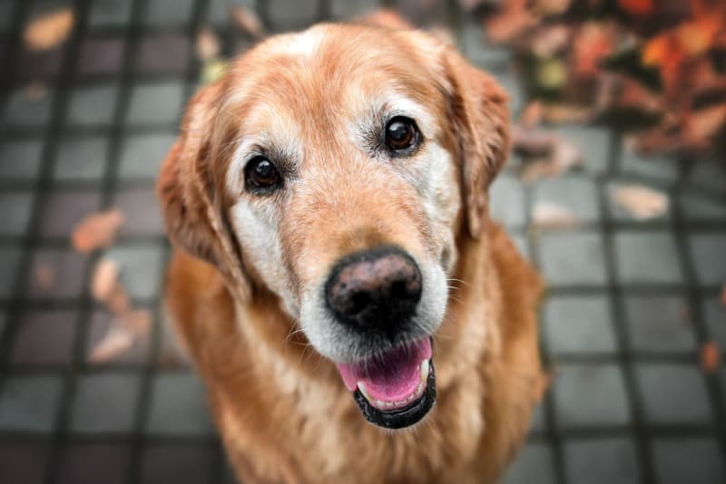 How to Take Care of a Senior Dog: Tips & Advice | Los Angeles Vets