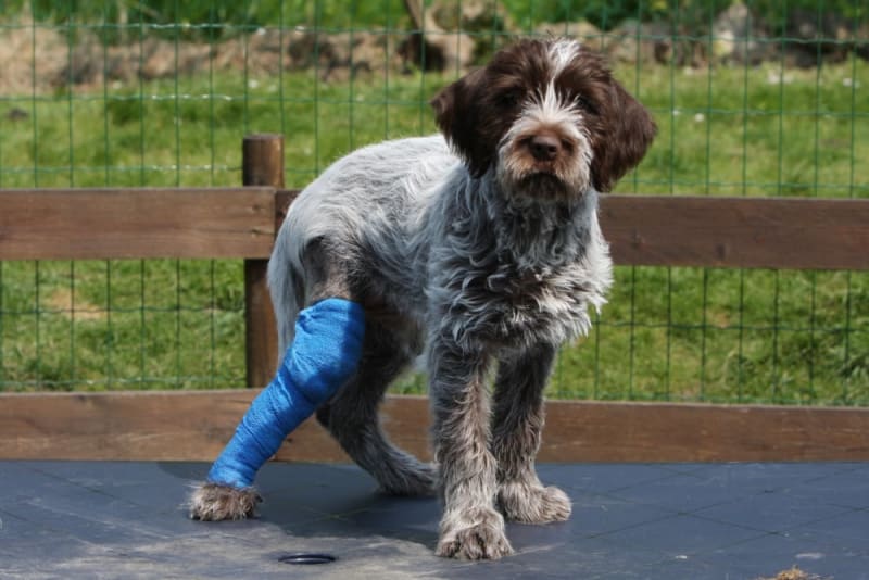 Dog Bone Fracture: Everything You Need to Know | St. Louis Vet