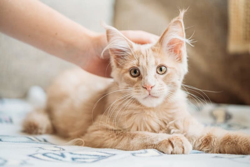 How to Take Care of a Kitten: Complete Guide | Vancouver Vets
