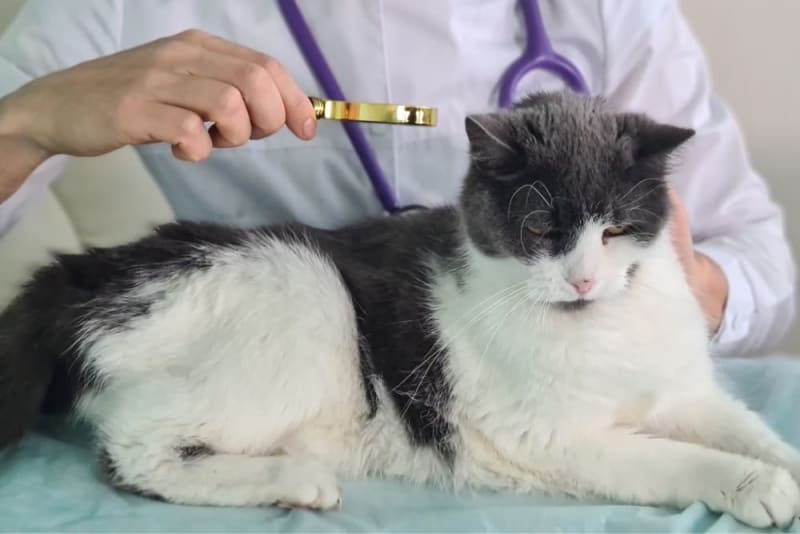 Cat Skin Allergies | Monroe Vets