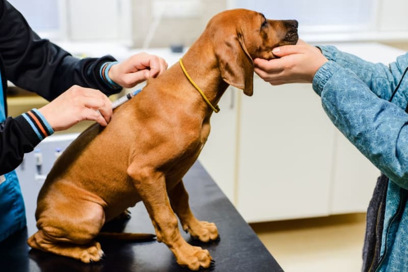 Dog Rabies Vaccine Schedule | Gilbert Vets