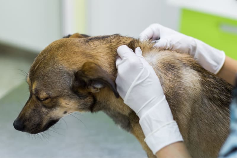 Dandruff in Dogs: Causes & Treatment | Farmington Hills Vets